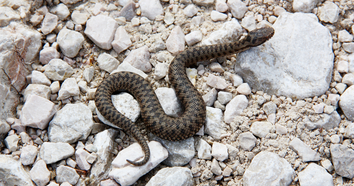 How to Avoid Snakes While Hiking: Tips and Best Practices